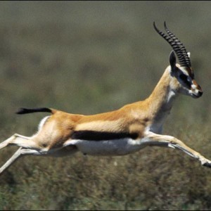 MS Gong Ride - Robert Kempton